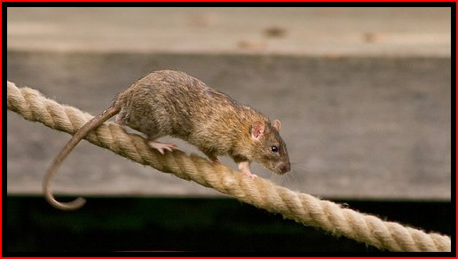 When the going gets rough, the rats abandon ship. – The Tumalo Lookout